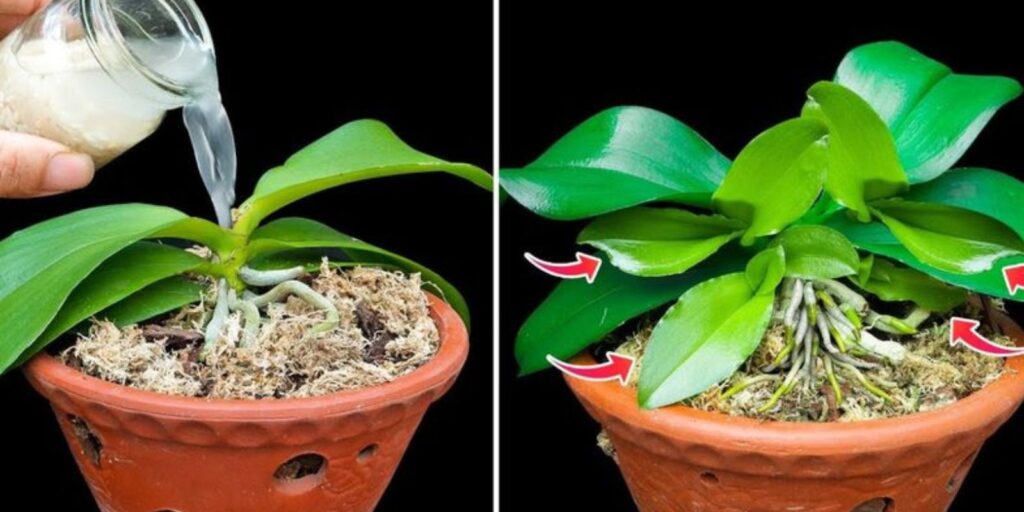 6 Tricks für immer blühende Orchideen und ihre langjährige Pflege ...