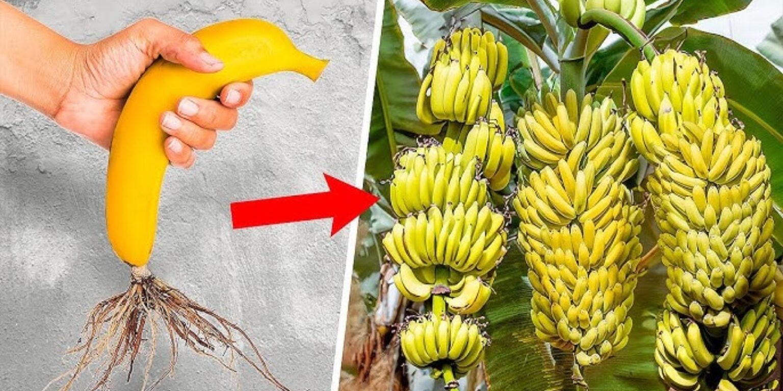 Bananenbaum aus einer Banane ziehen: Der einfache Weg - Rezepte & Tipps