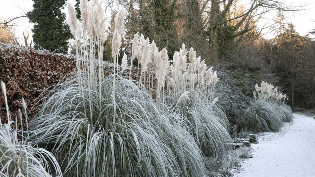 Gräser Winter Schnee schön – So bringen Wintergräser Struktur in den ...