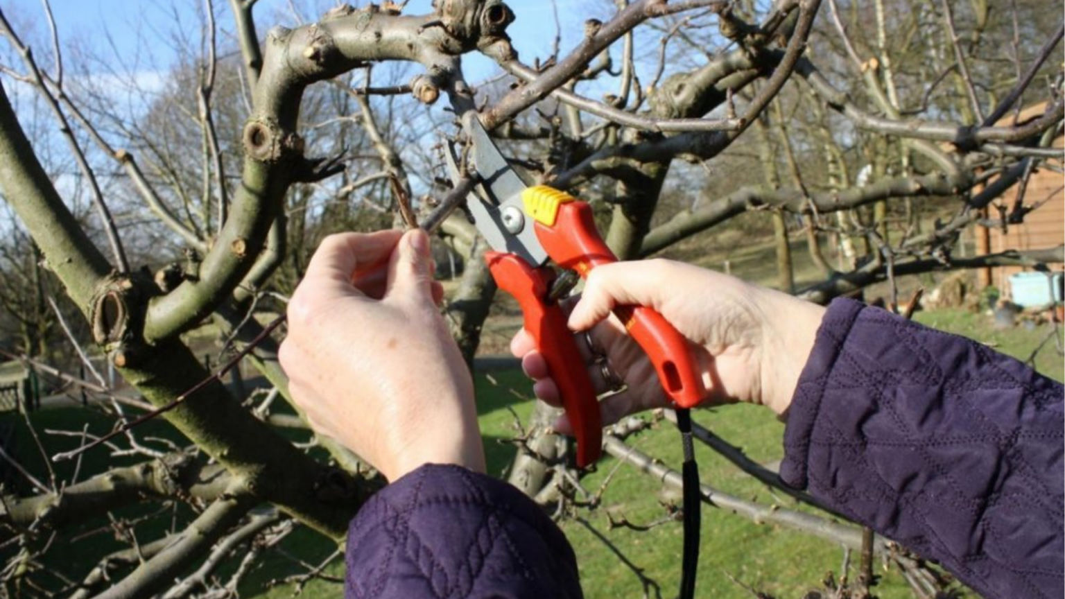 Obstbaume Richtig Schneiden